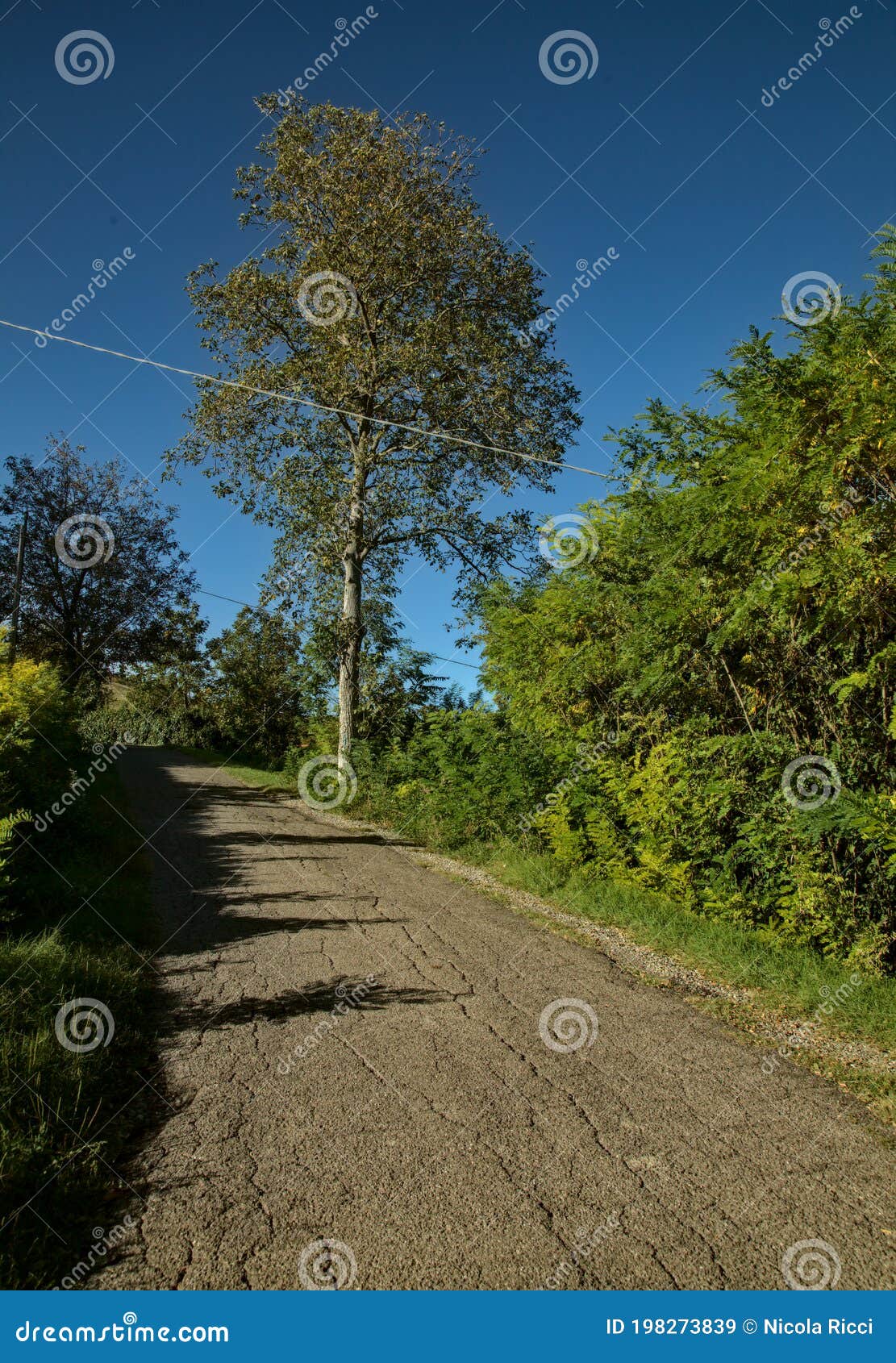 A Road with a Tall Tree at the Edge of it with a Clear Sky As ...
