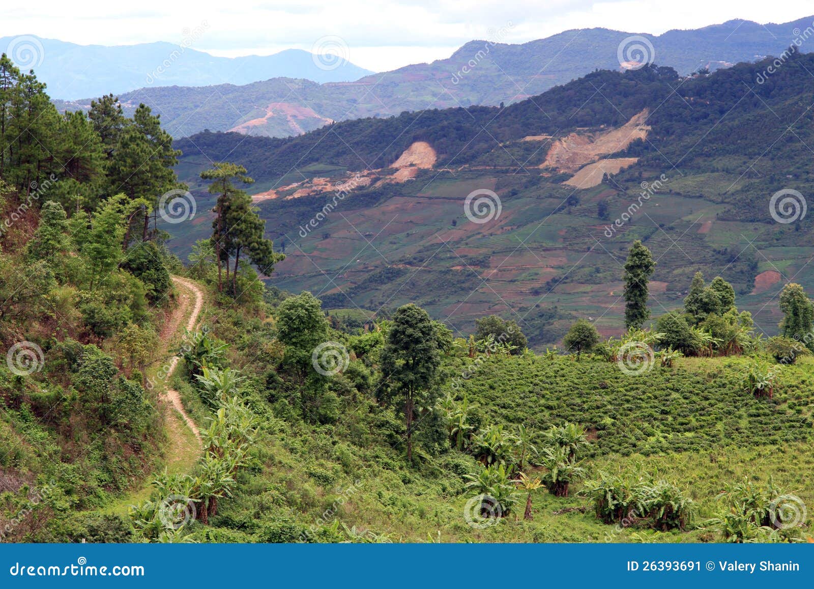Road and tea stock image. Image of landscaped, freshness - 26393691