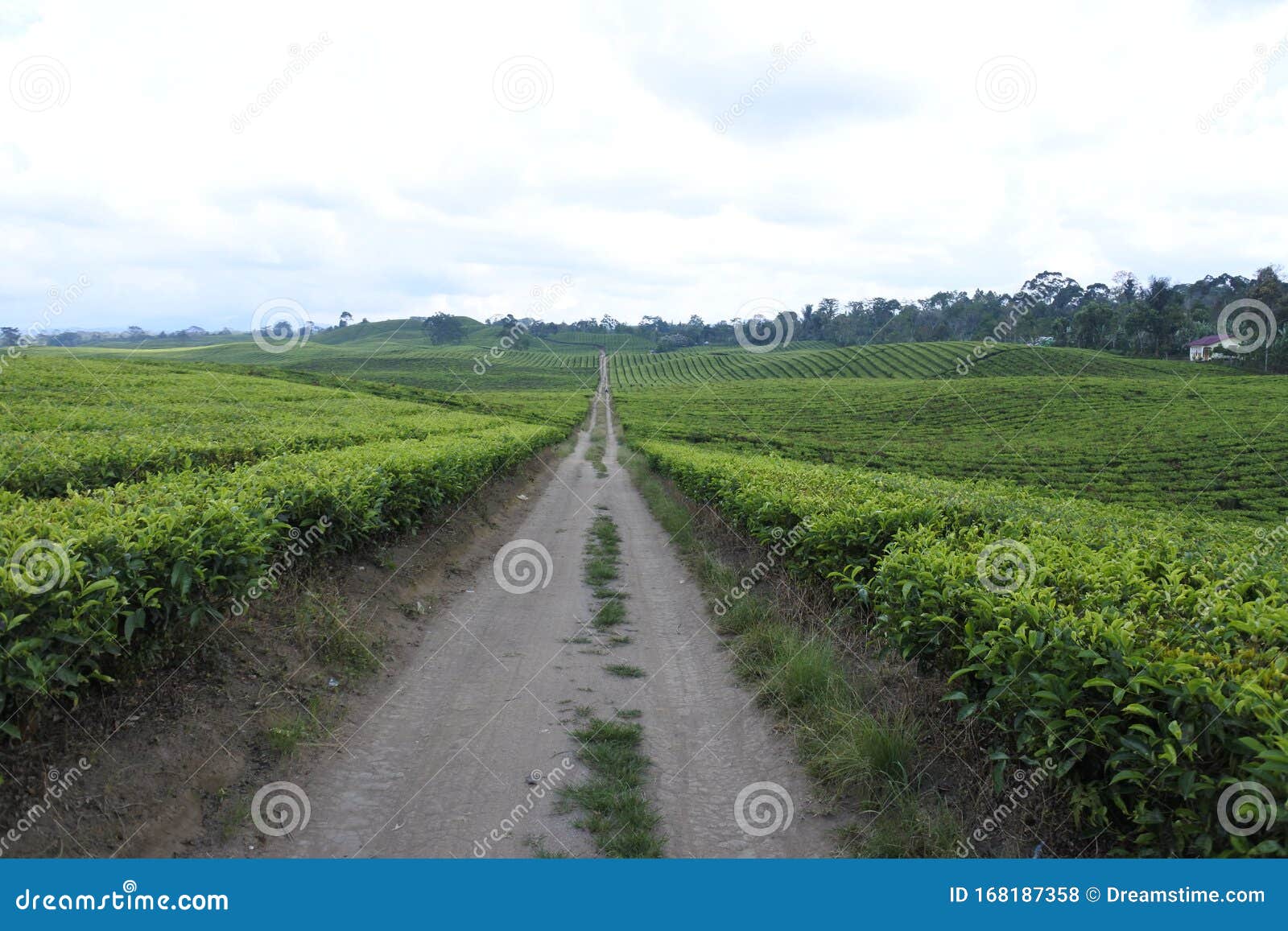 Road of tea leaf farm stock photo. Image of nature, farm - 168187358