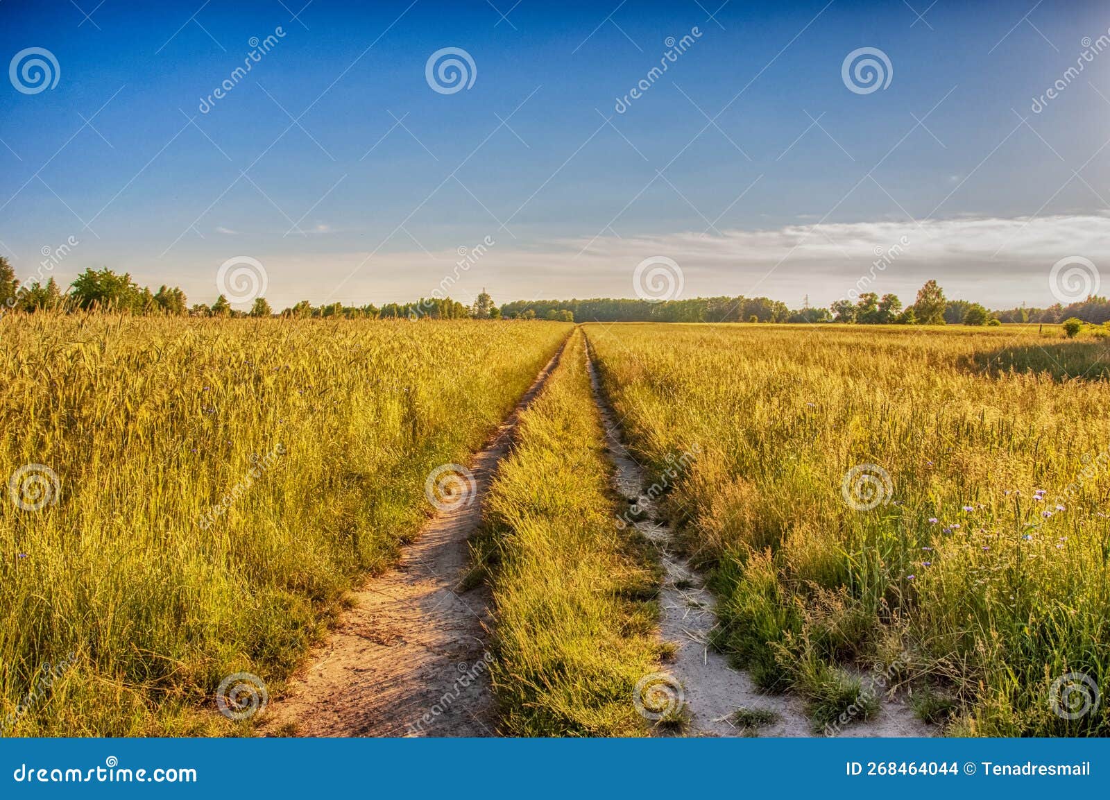 Road Thru Petrified National Forest Sandy Desert Crusty Surface Road ...