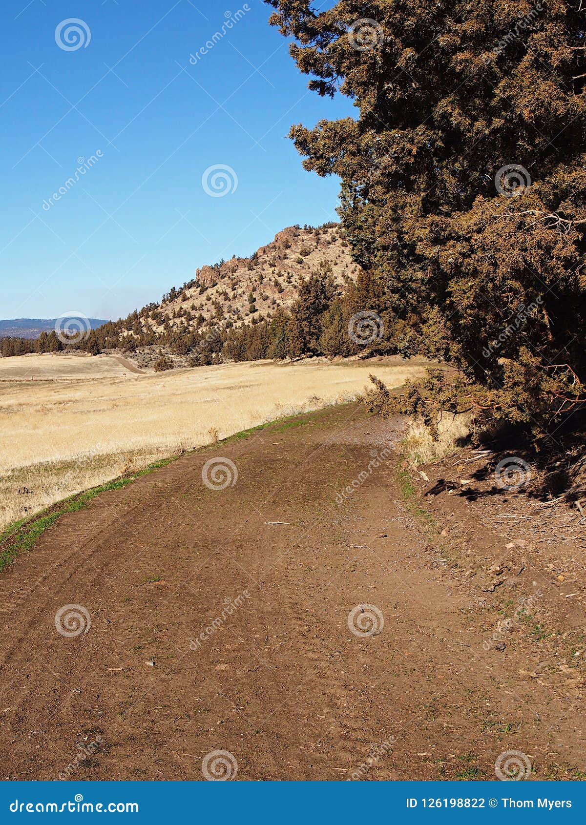 Road to a butte stock photo. Image of trees, barnes - 126198822