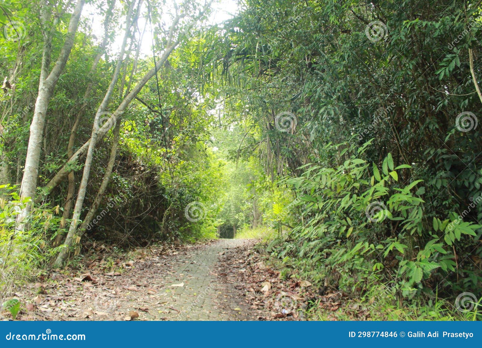 The Road To the Cool Forest Stock Photo - Image of refreshing, forest ...