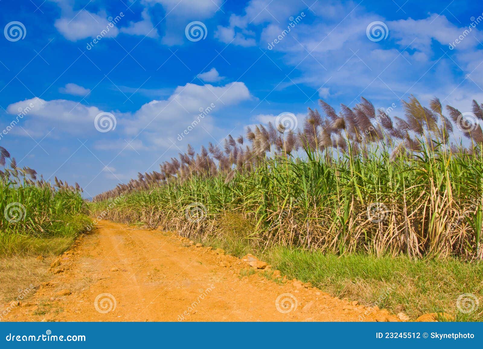 The road to corn filed stock photo. Image of farm, farmland - 23245512