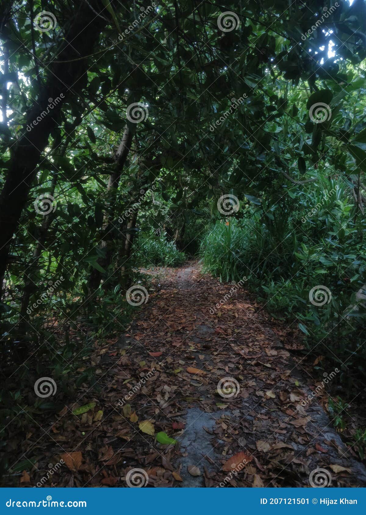 A road to the dark jungle stock image. Image of woodland - 207121501