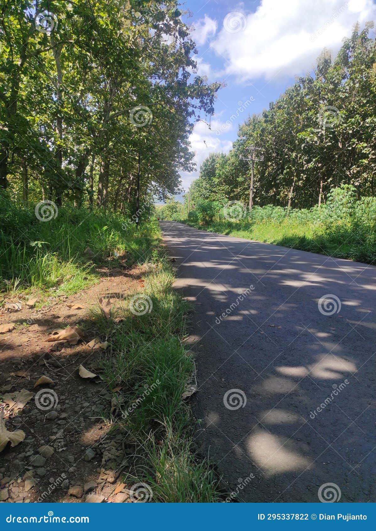 Road to the forest stock photo. Image of grass, waterway - 295337822