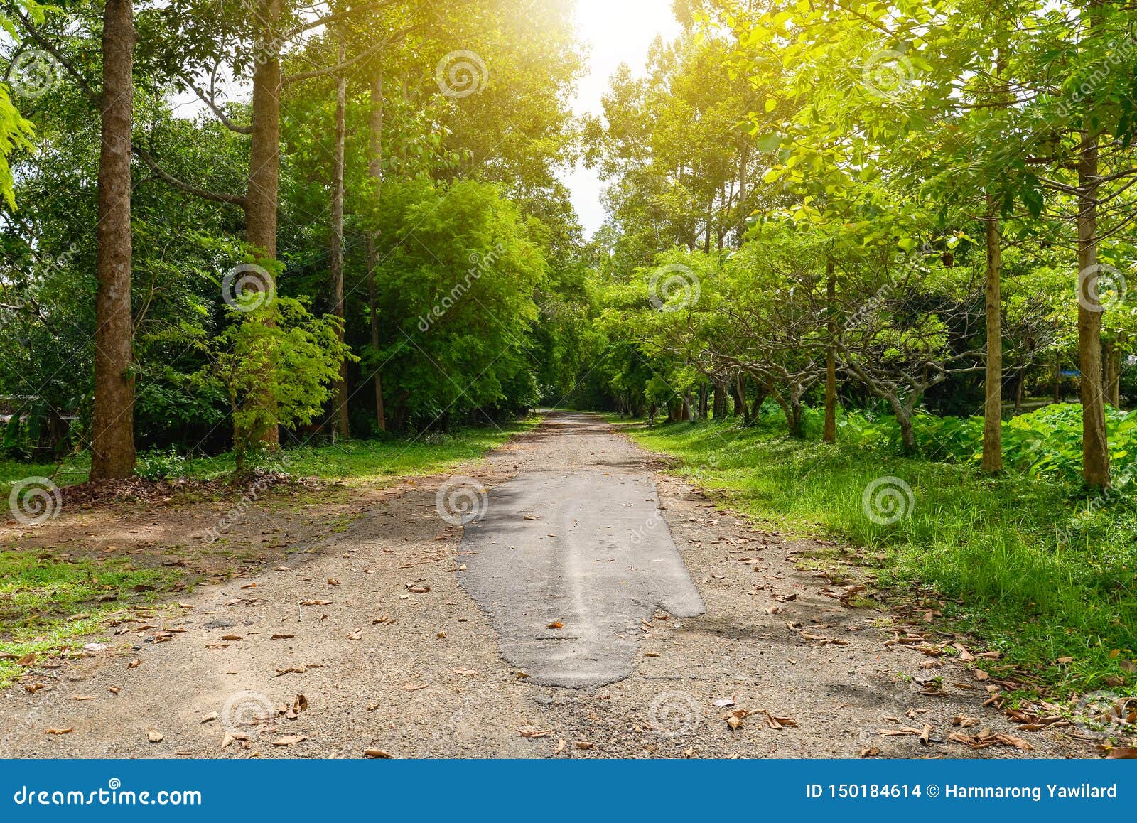 Road To the Forest with Many Trees with Warm Light of Sun Stock Photo ...