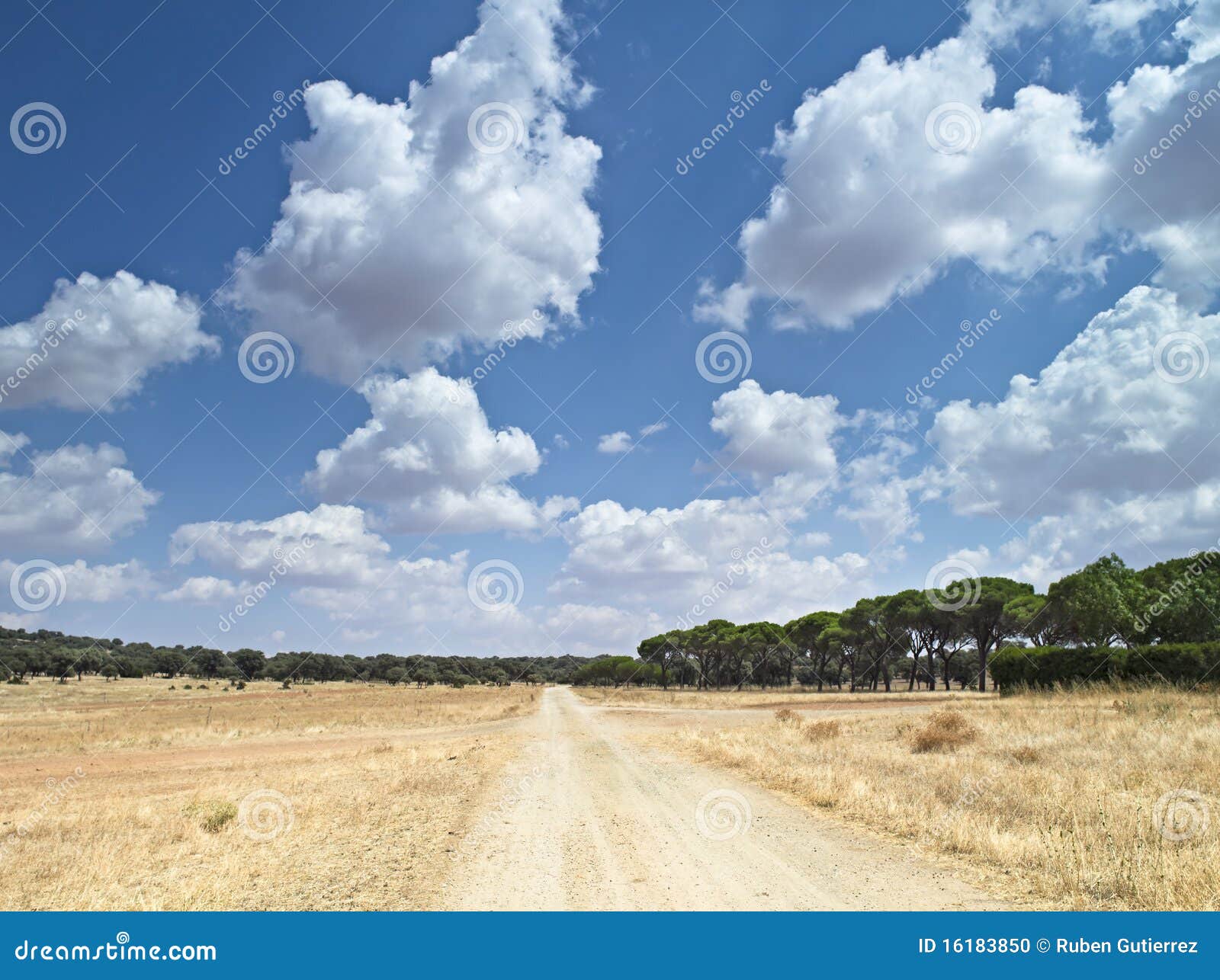 Road to freedom stock photo. Image of freedom, tree, liberty - 16183850