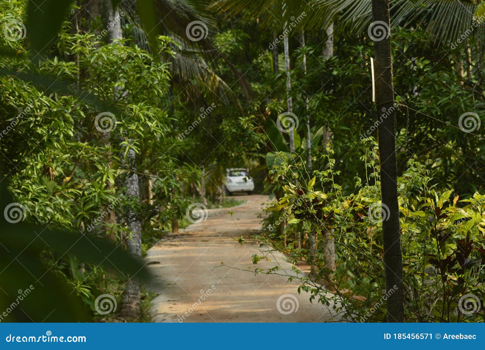 Road to home stock image. Image of grass, forest, green - 185456571