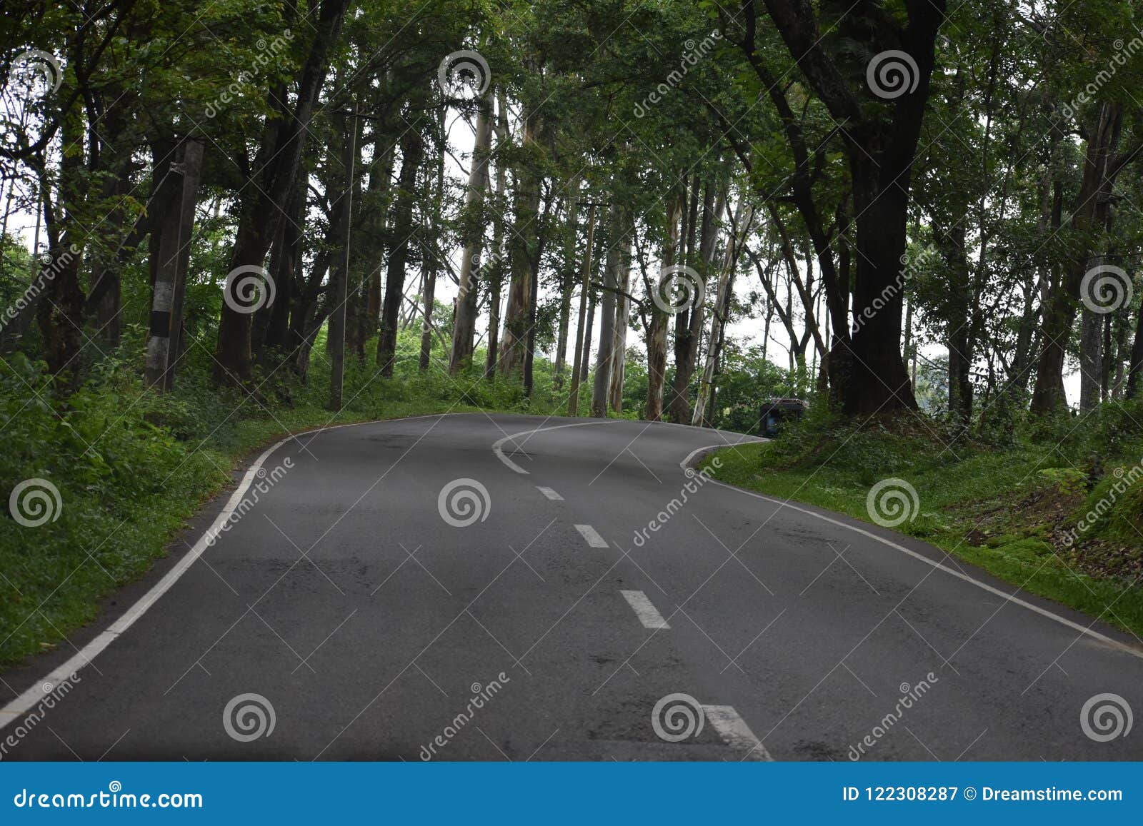 Journey stock image. Image of forest, green, tree, path - 122308287