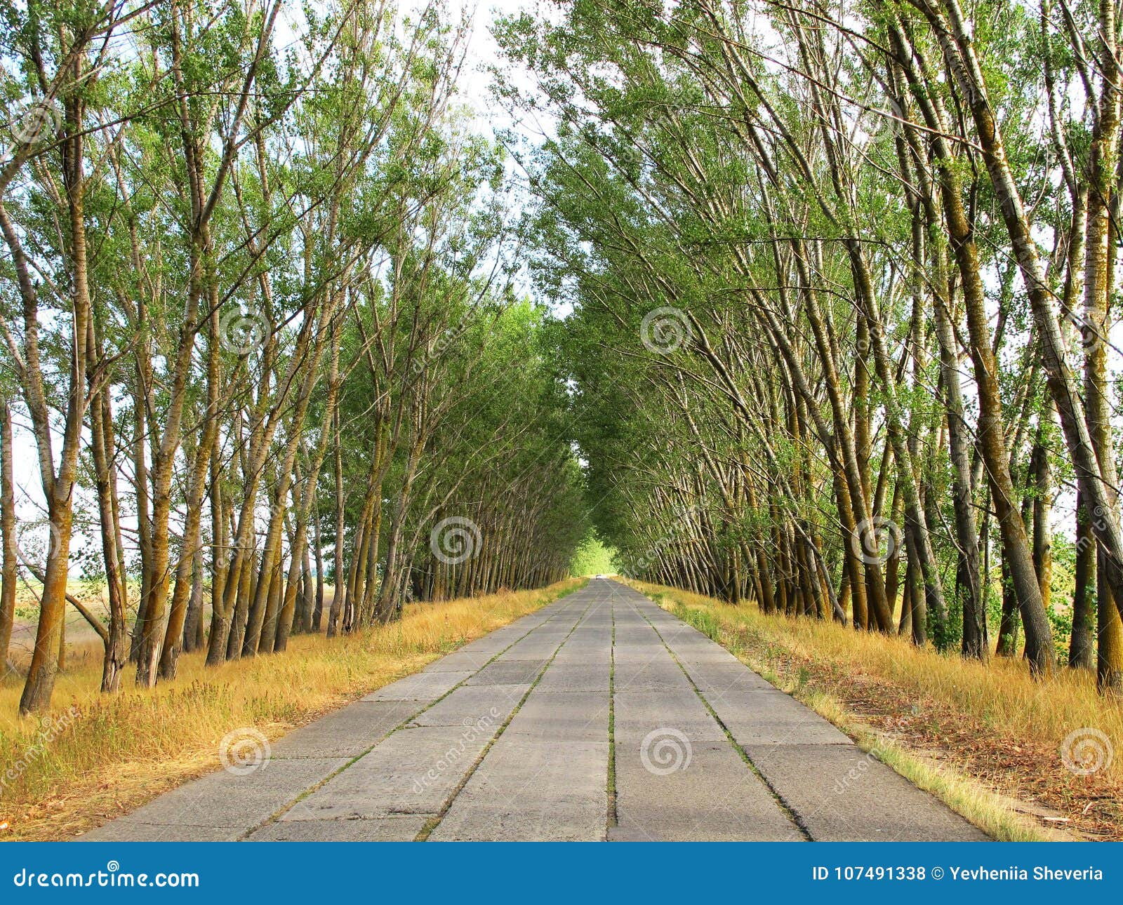 On the Road To the Side of the Trees. Stock Photo - Image of distance ...