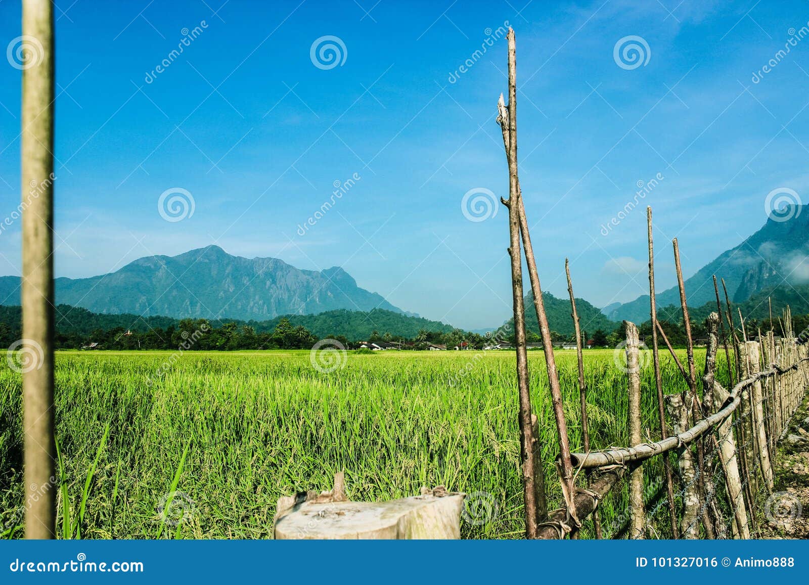 Mountain and rice field stock photo. Image of stone - 101327016