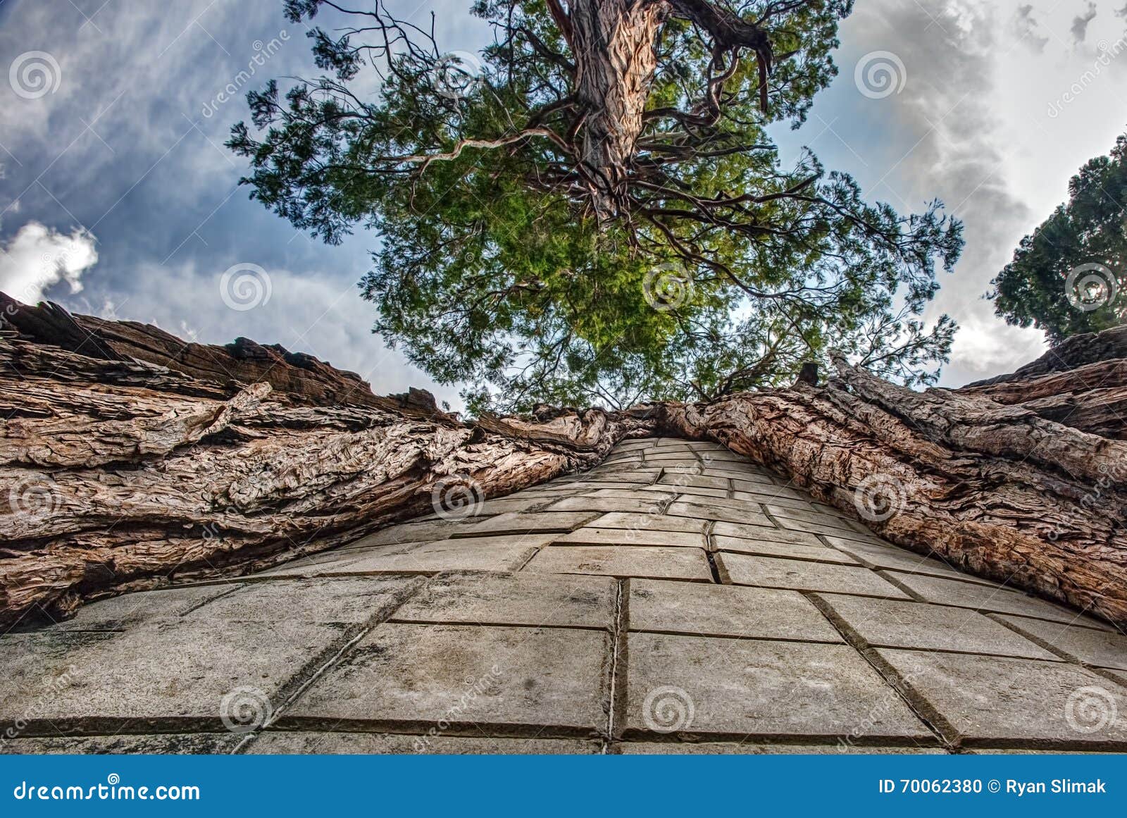 Looking Up the Trunk of a Tree with Paved Stones Lining it Stock Photo ...