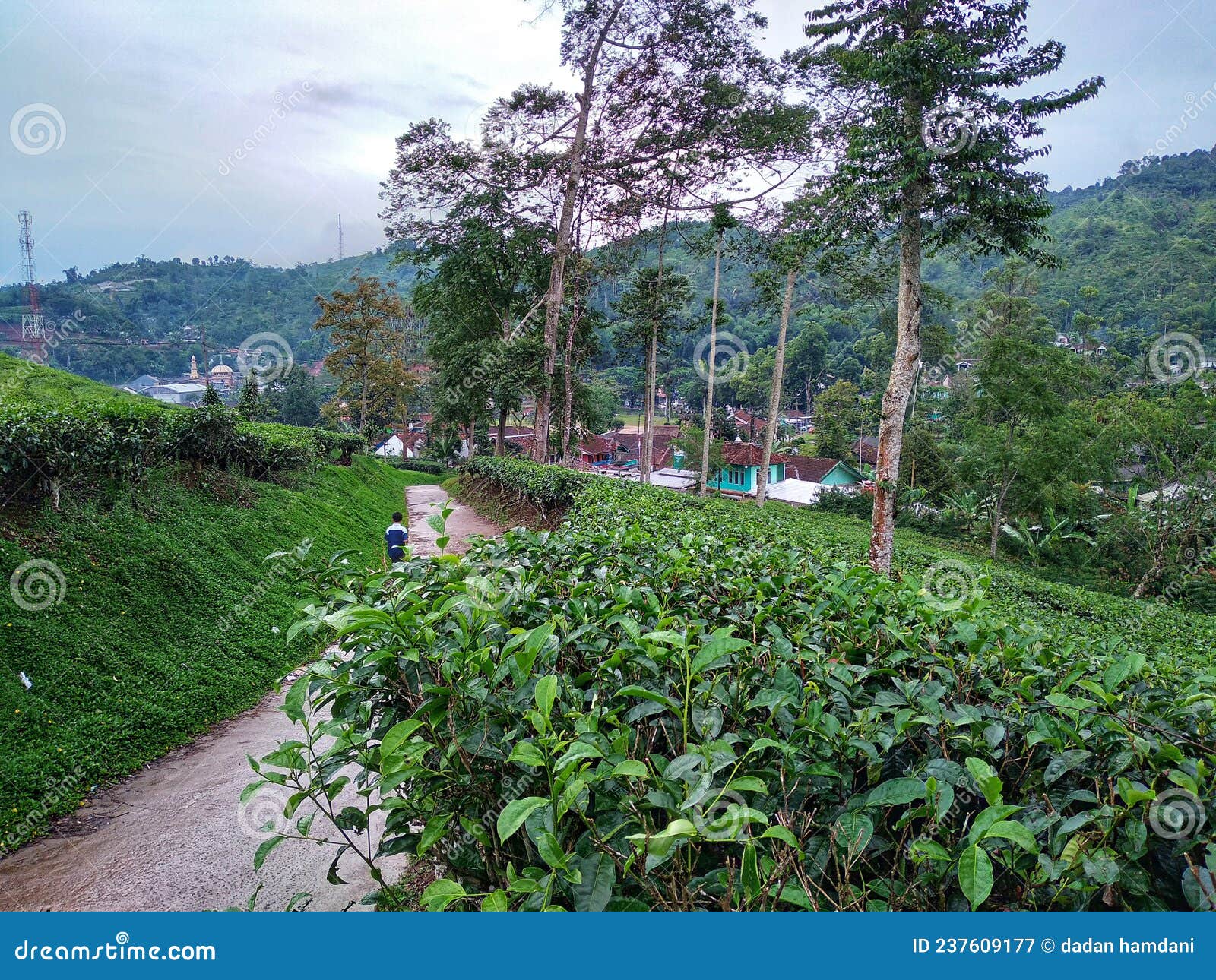 View of Tea Gardens and Green Hills Editorial Photography - Image of ...