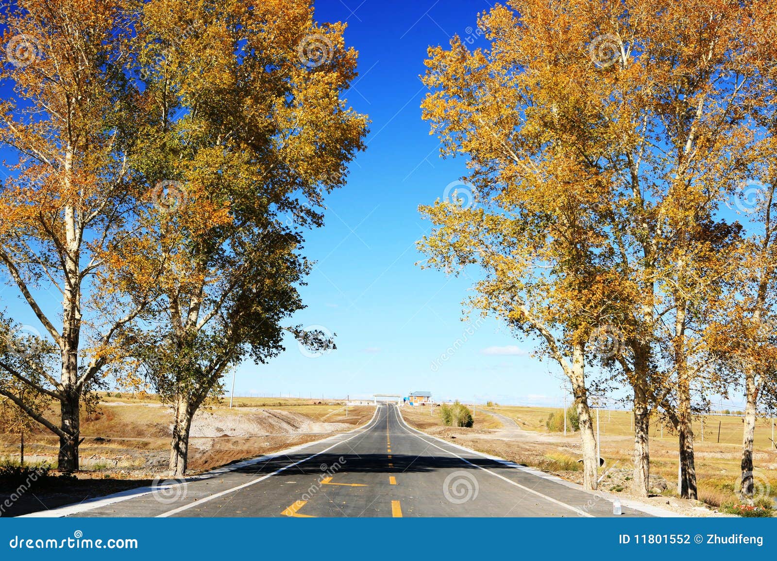 Road between tree stock photo. Image of golden, environmental - 11801552