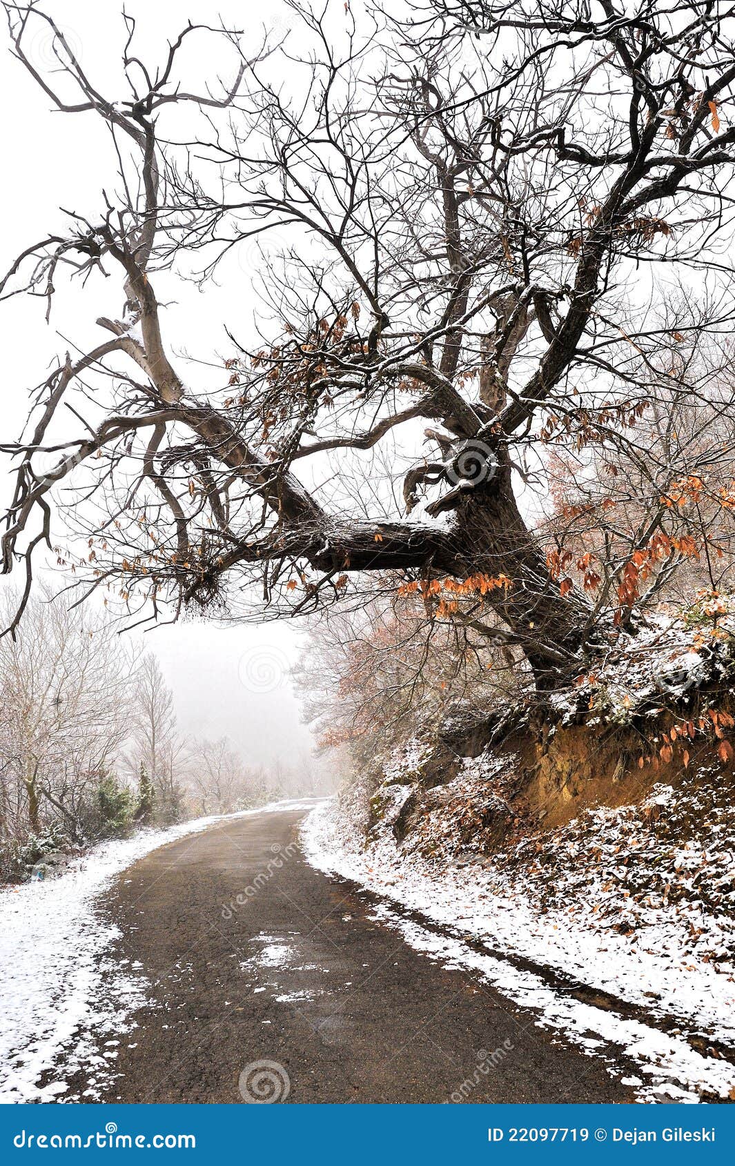 Road and tree stock image. Image of light, autumn, mist - 22097719