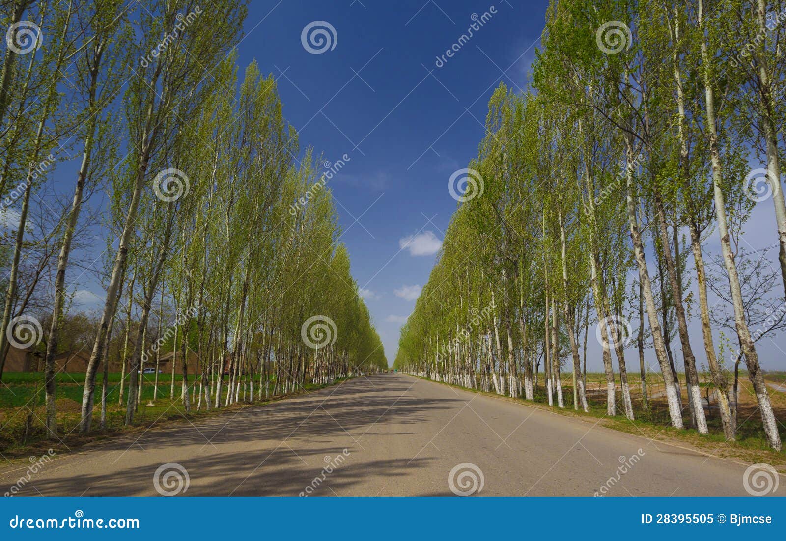 Road with tree stock image. Image of colour, highways - 28395505