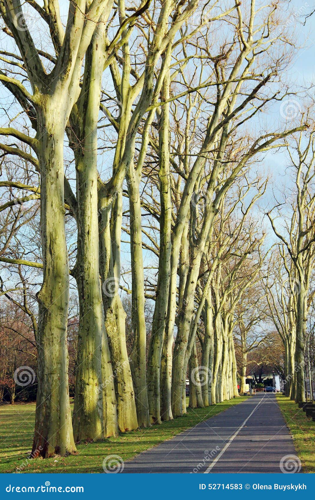 Road through the Tree Alley Stock Image - Image of berlin, lane: 52714583