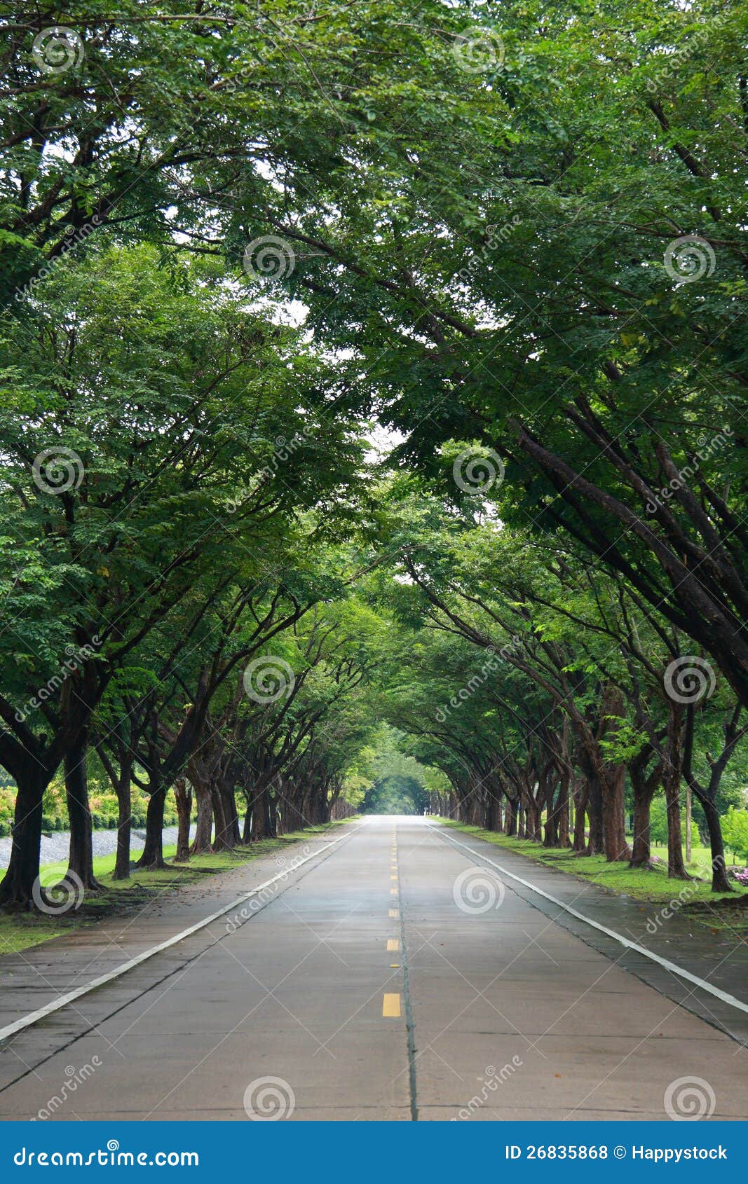 Road with tree both side stock photo. Image of empty - 26835868