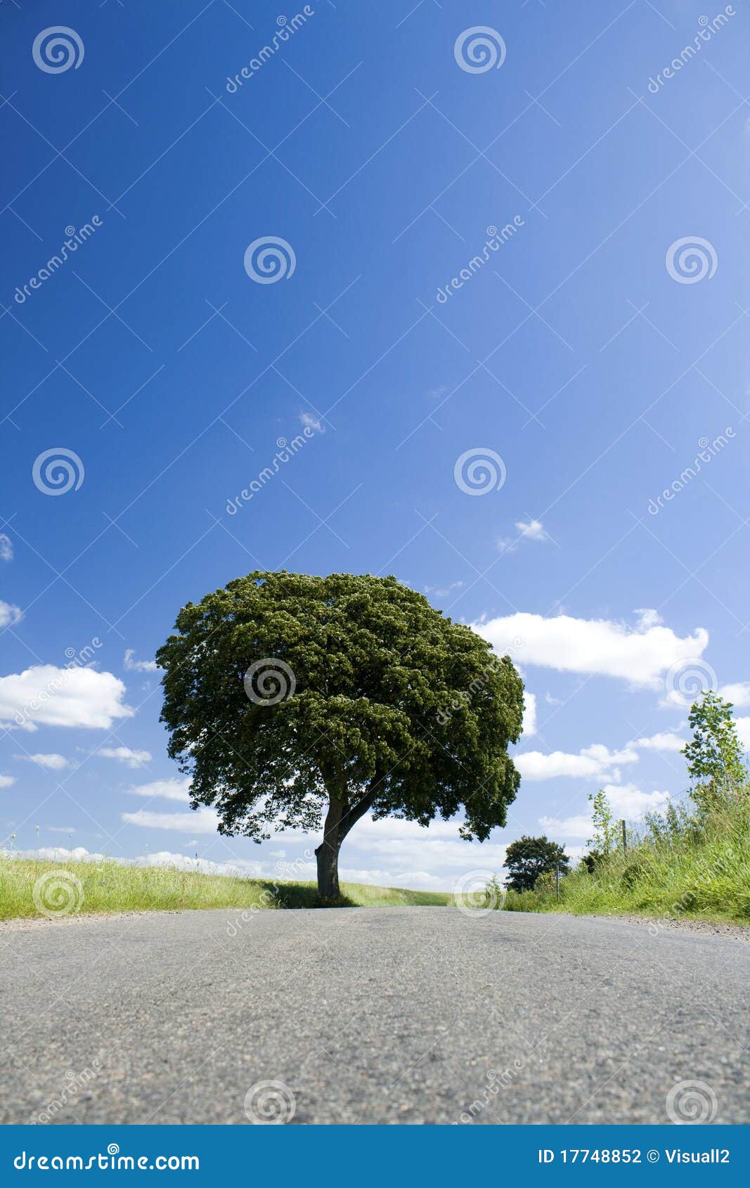 Road Tree in Countyside. stock photo. Image of blue, beuauty - 17748852