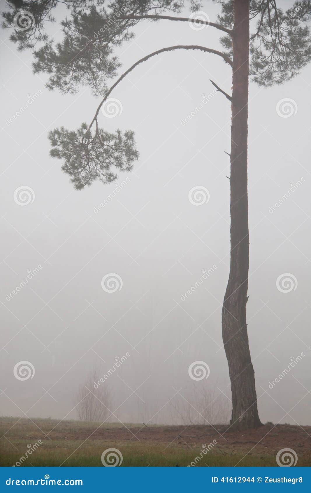 Road and Tree in Fog. the Trees with Fog in the Forest Stock Photo ...