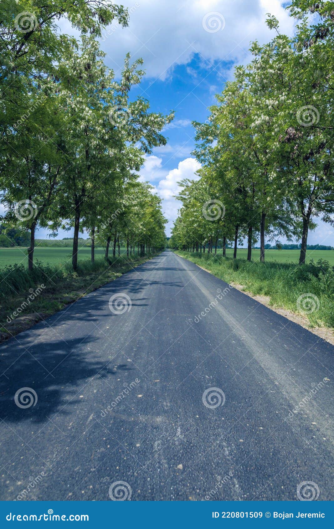 The Road through the Tree Line. Stock Image - Image of foliage, fingers ...