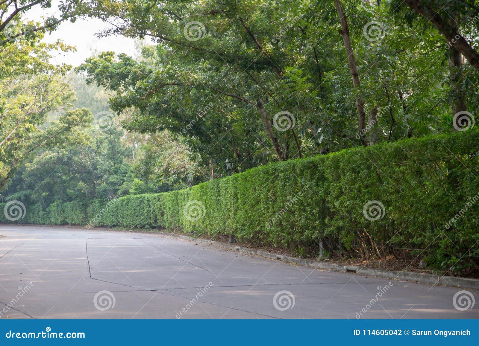 Road with tree on one side stock photo. Image of building - 114605042