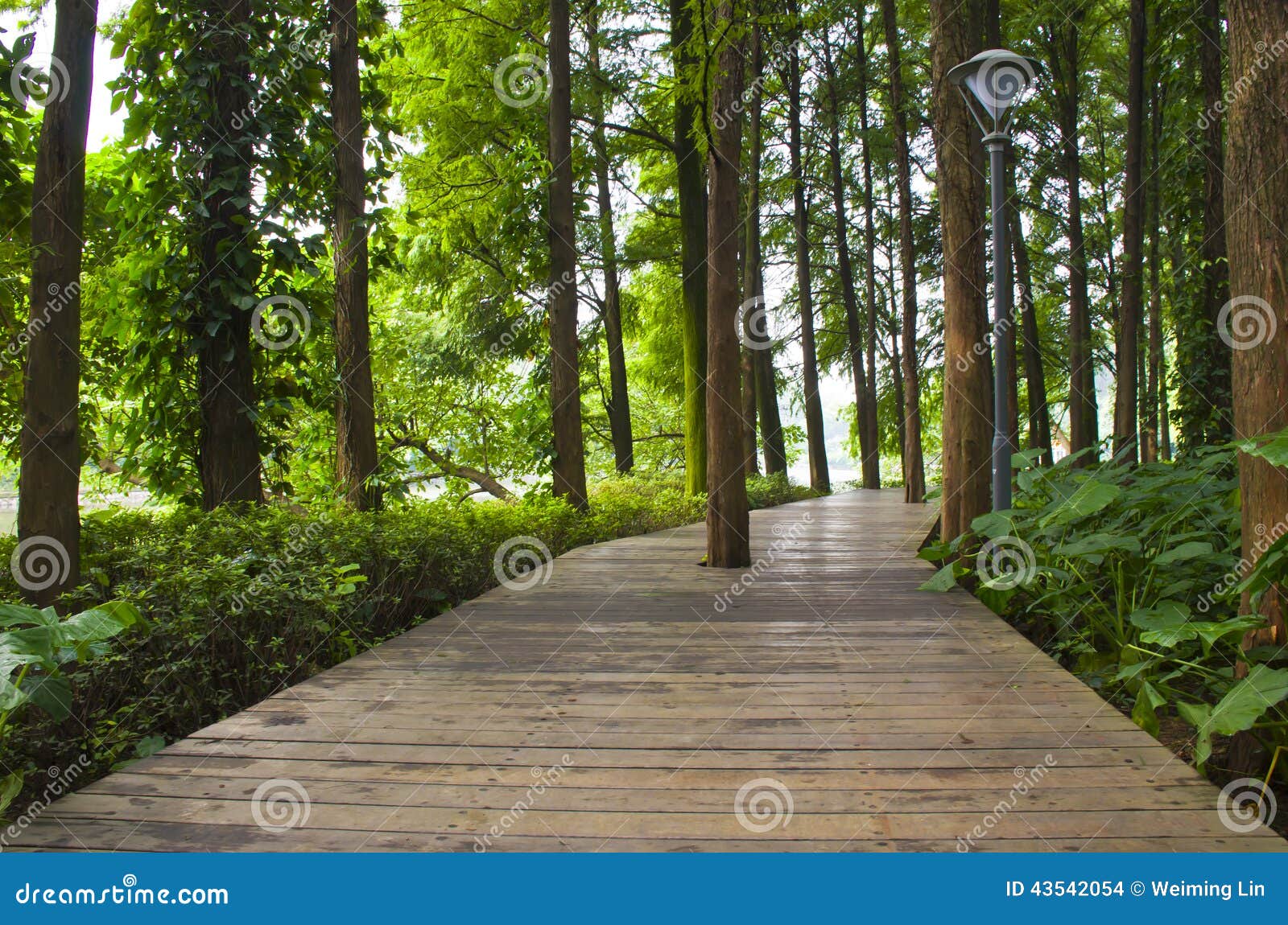 The Road with Tree in Park. Stock Photo - Image of nature, scene: 43542054