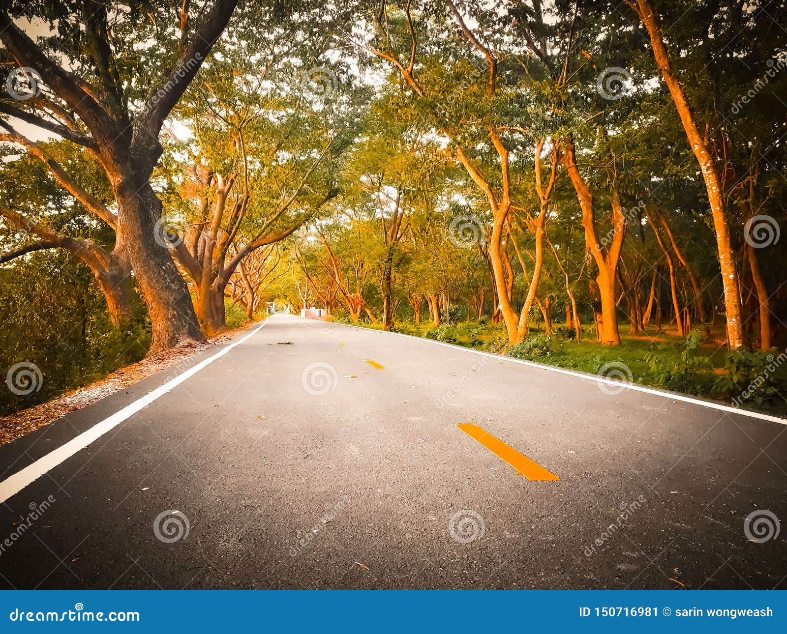 Road Tree Tropical Forest in Summer Stock Image - Image of surface ...