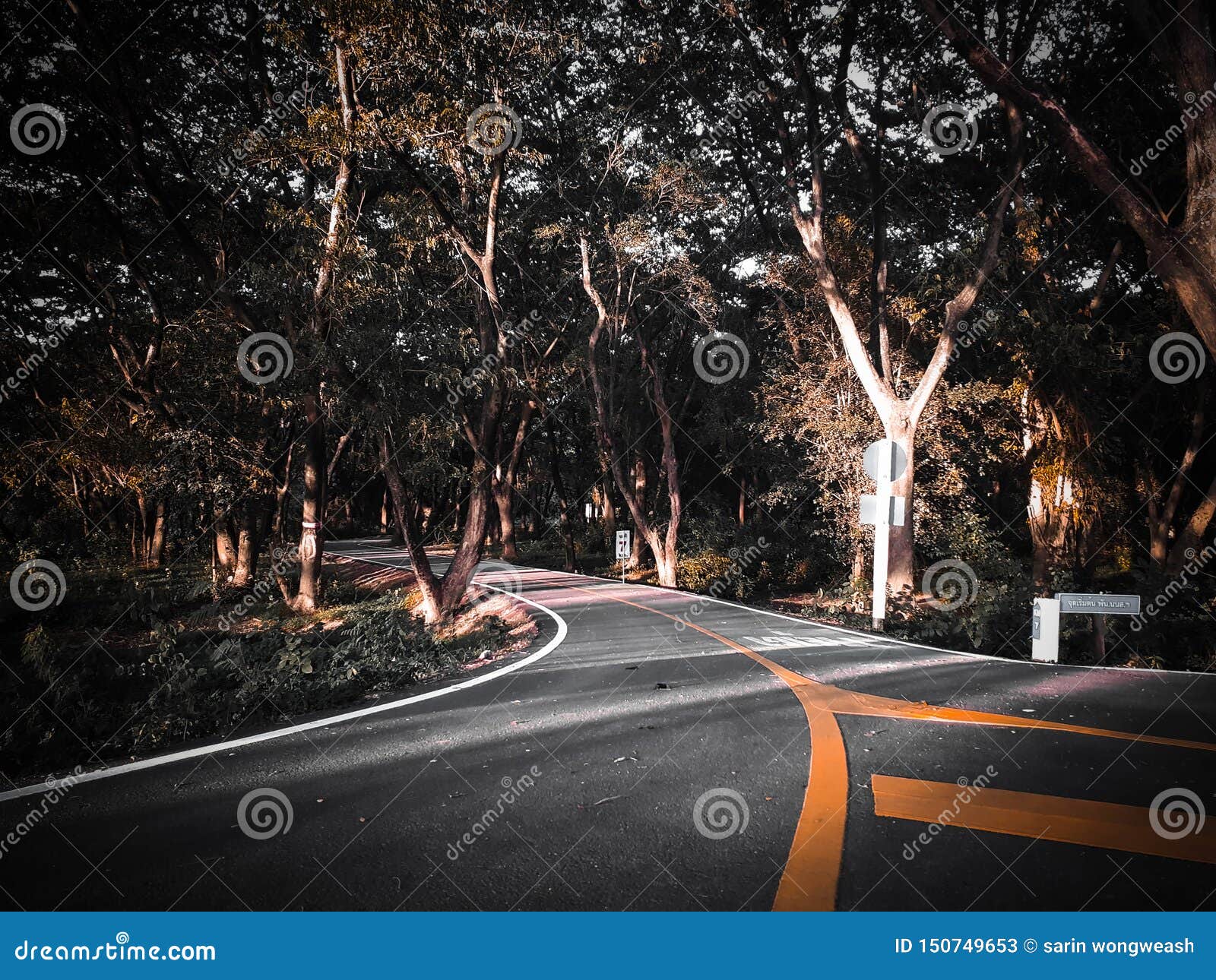 Road Tree Tropical Forest in Summer Stock Image - Image of road, summer ...