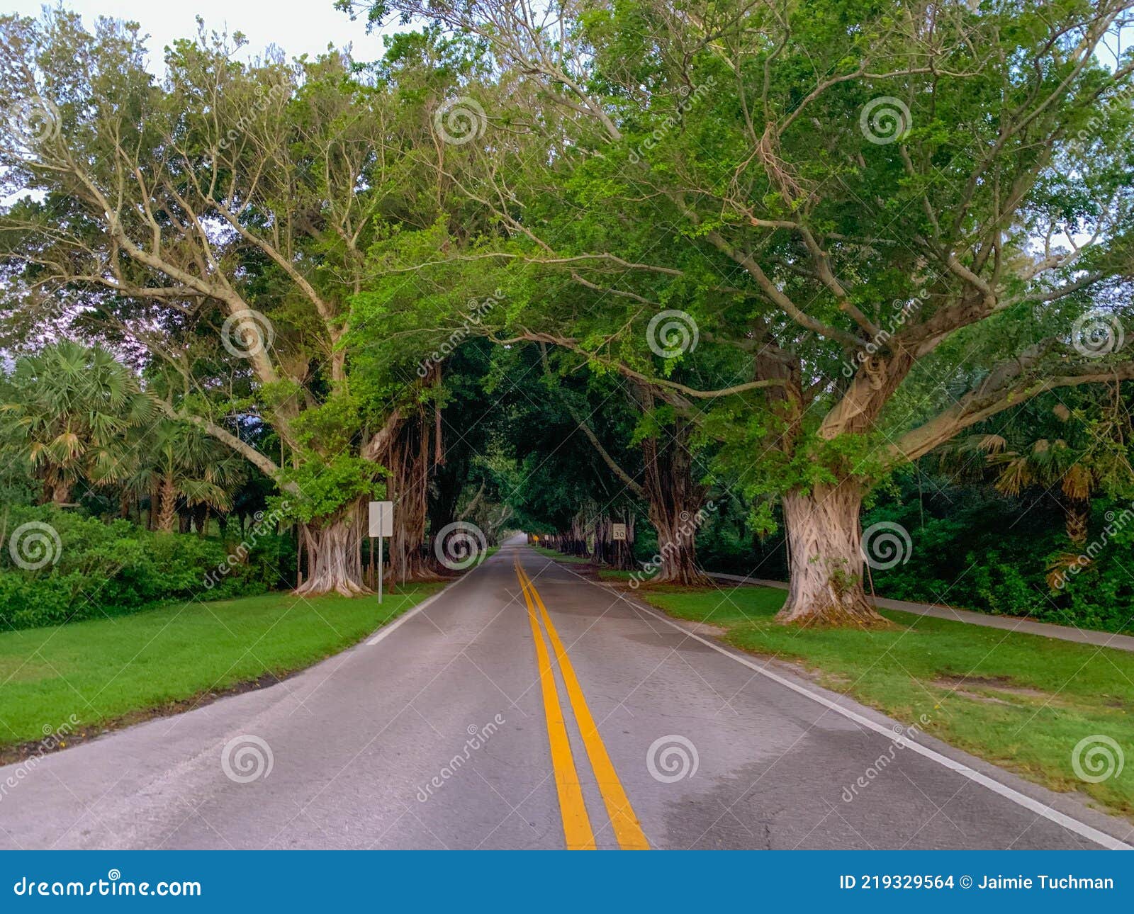 Road through a tree tunnel stock photo. Image of landscape - 219329564