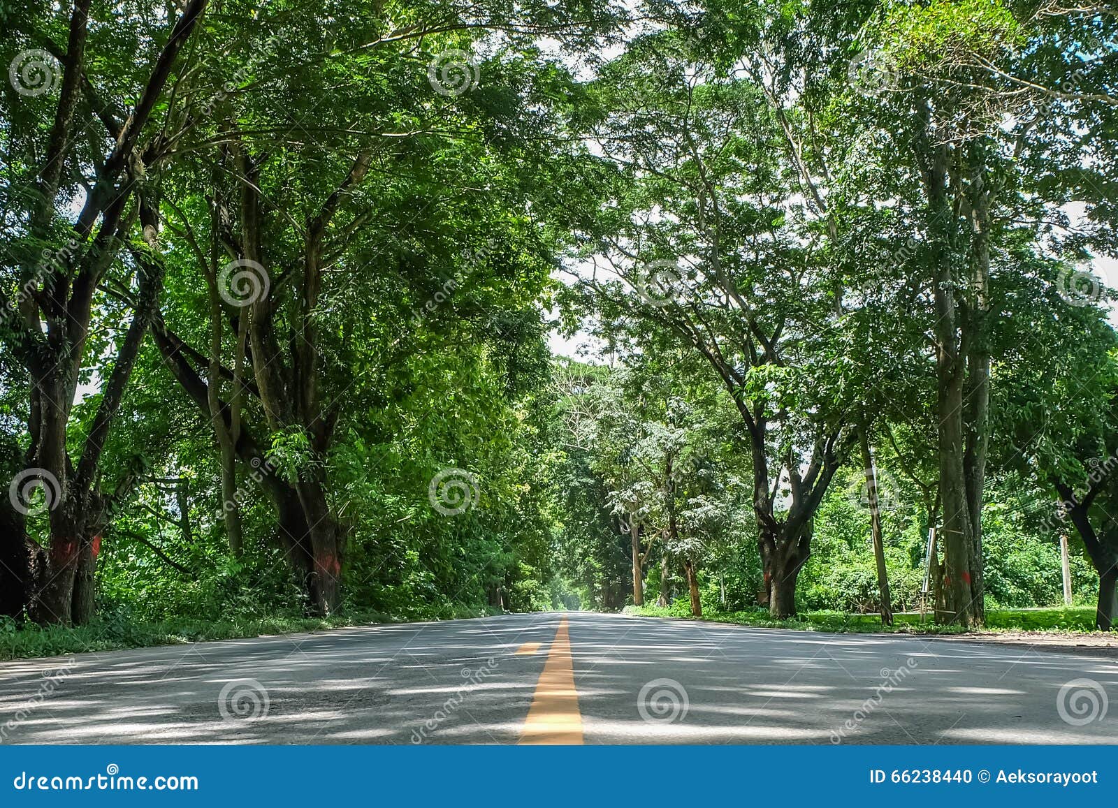 Road and tree tunnel stock photo. Image of tunnel, trees - 66238440