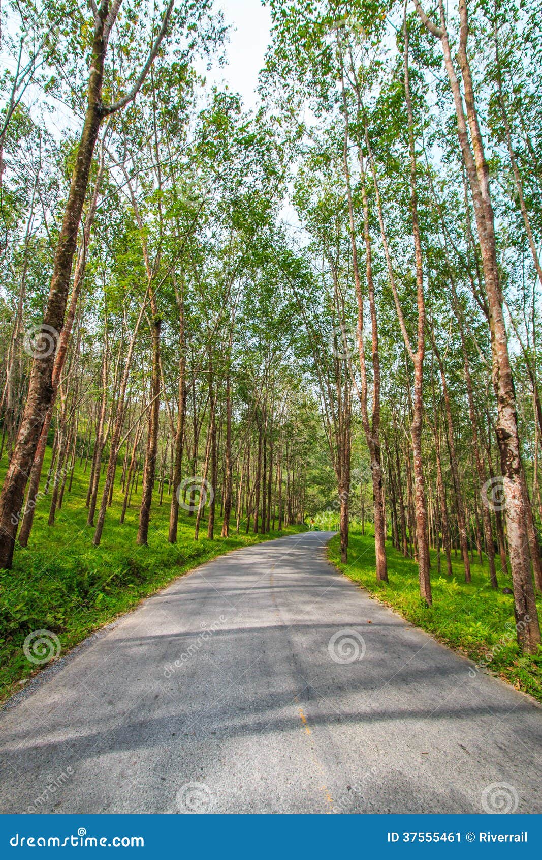 Road through tree tunnel stock image. Image of quiet - 37555461