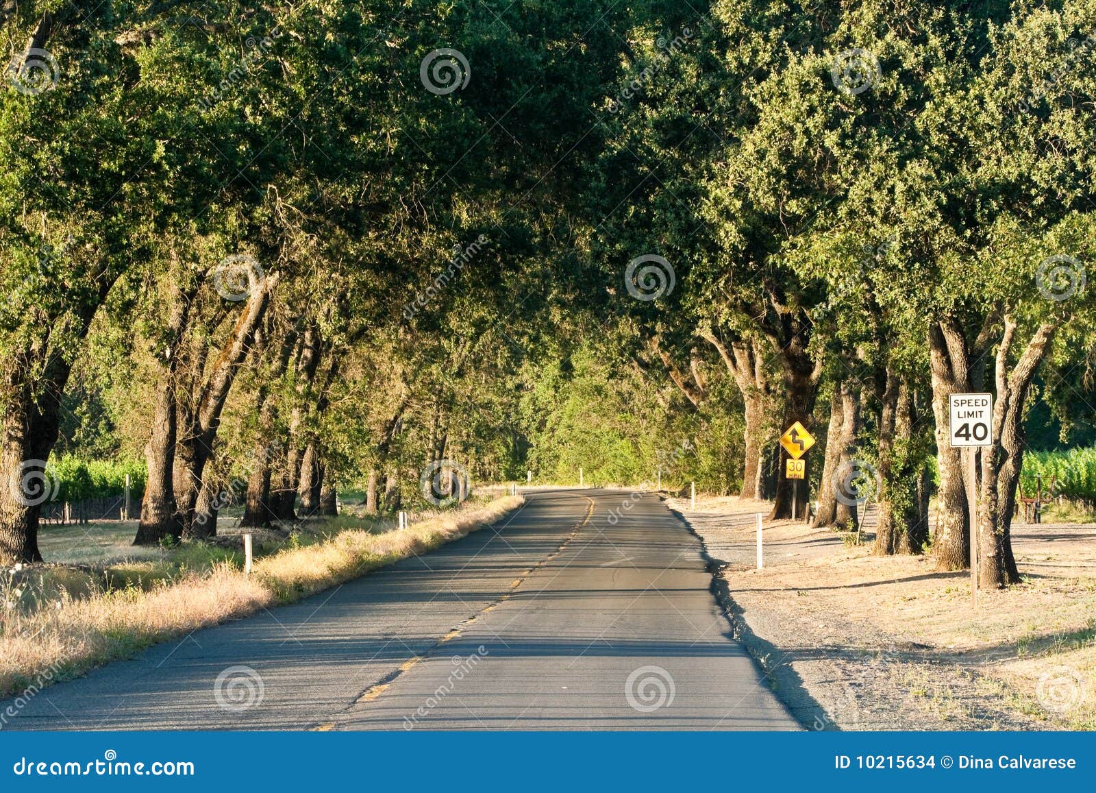 Road through trees stock photo. Image of road, vineyards - 10215634