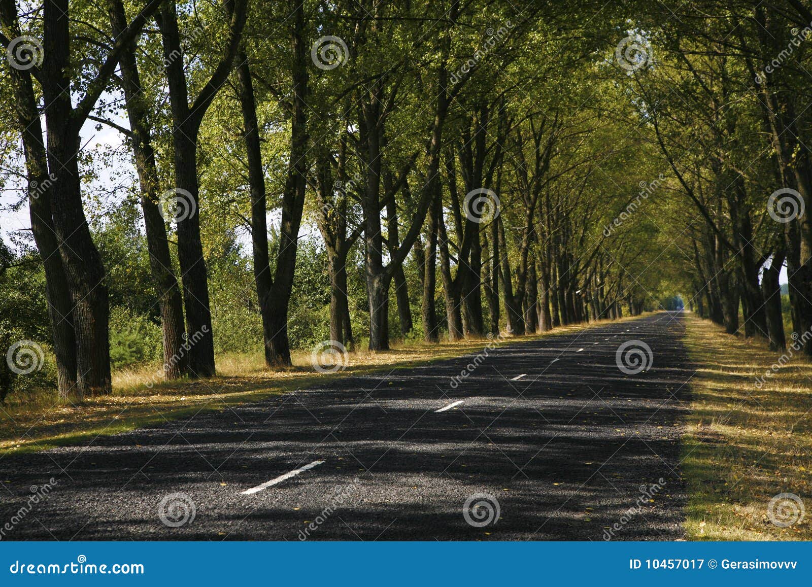 Road in a trees stock image. Image of modern, freedom - 10457017