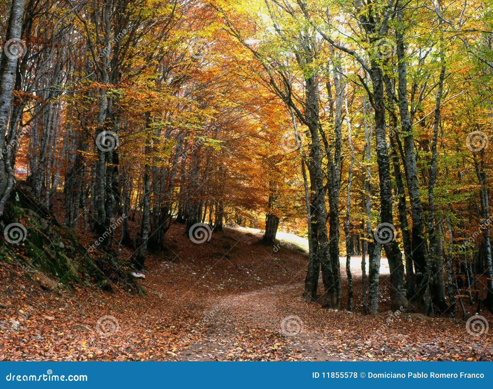 Road with trees stock photo. Image of natural, freshness - 11855578