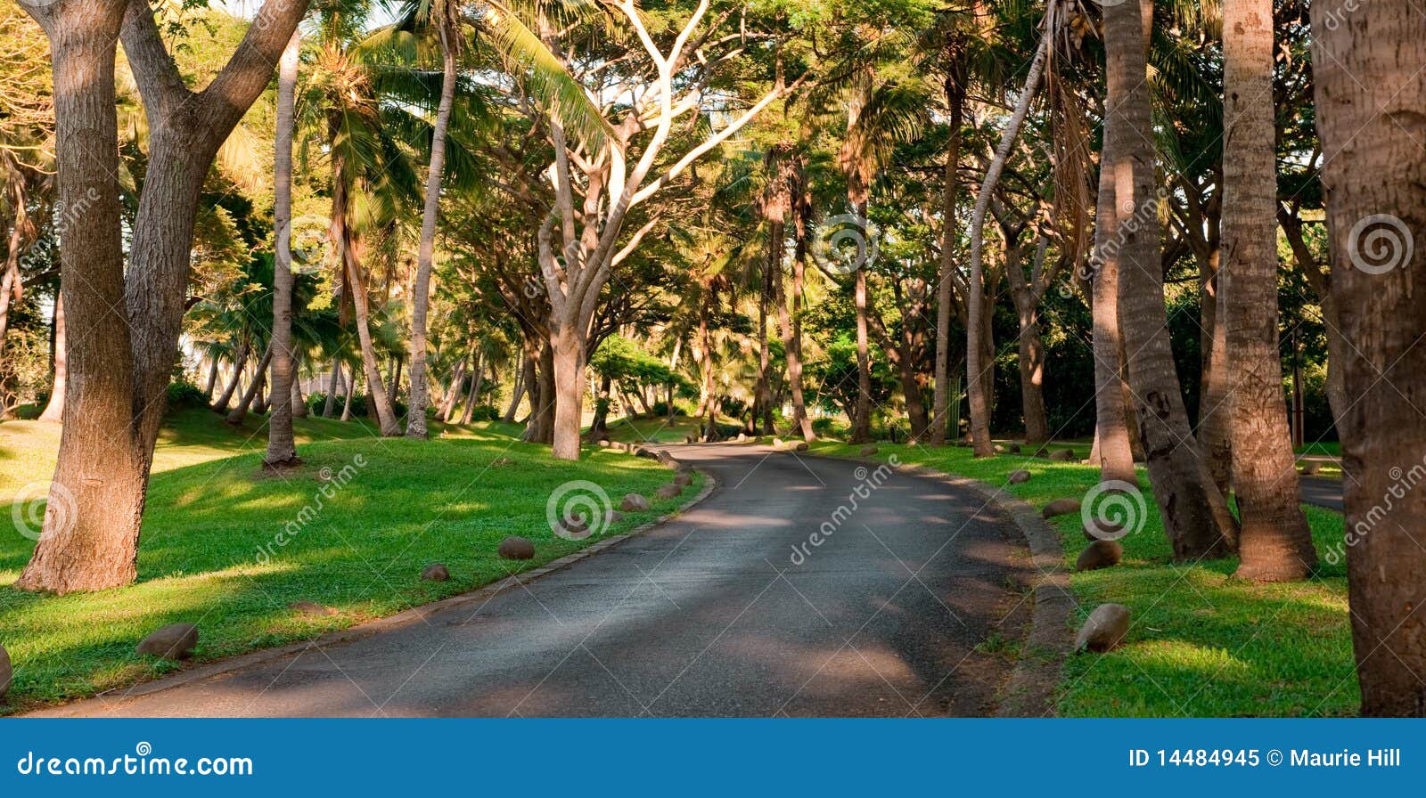 Road through the trees stock image. Image of golf, dawn - 14484945