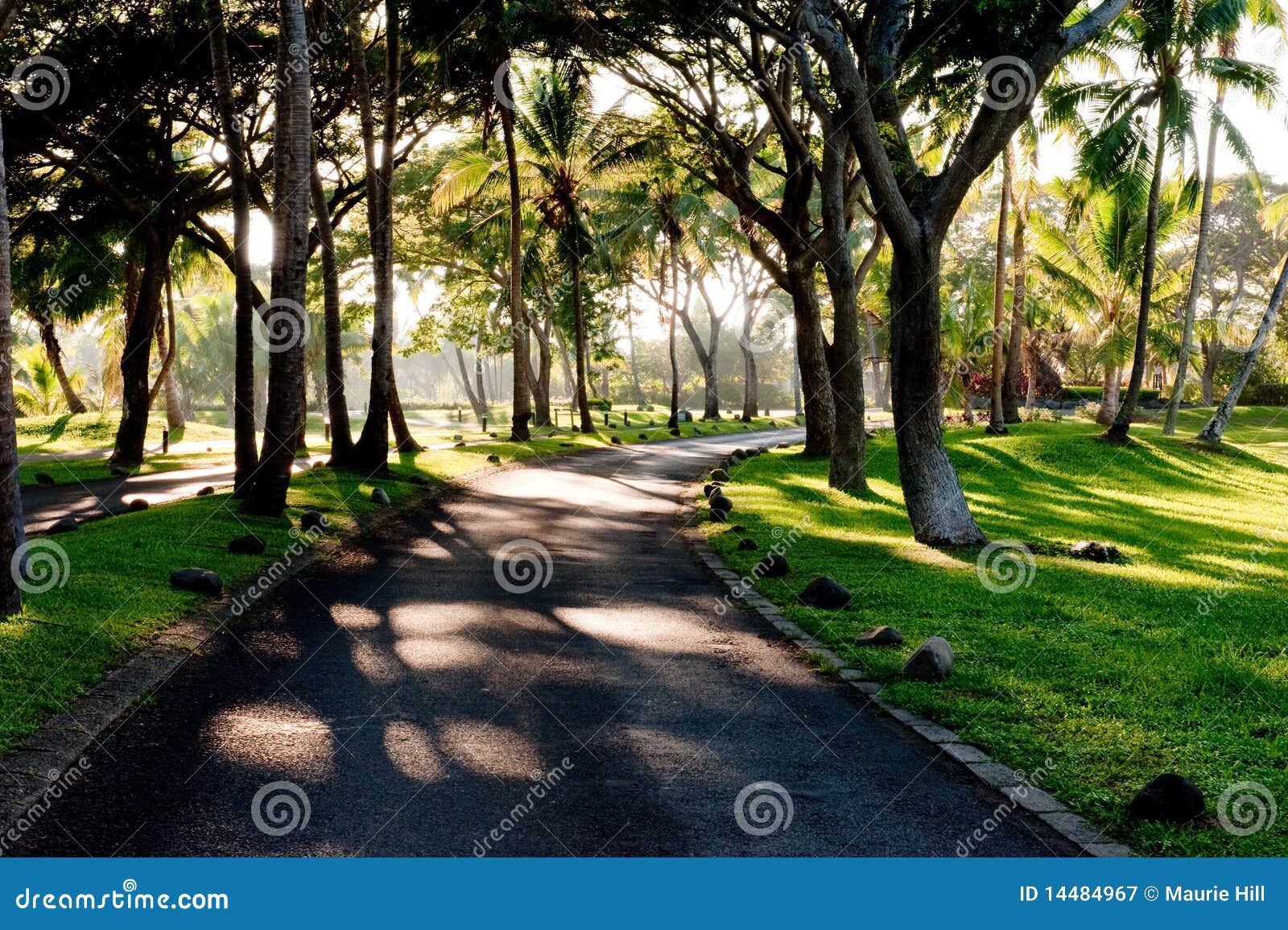 Road through the trees stock image. Image of morning - 14484967