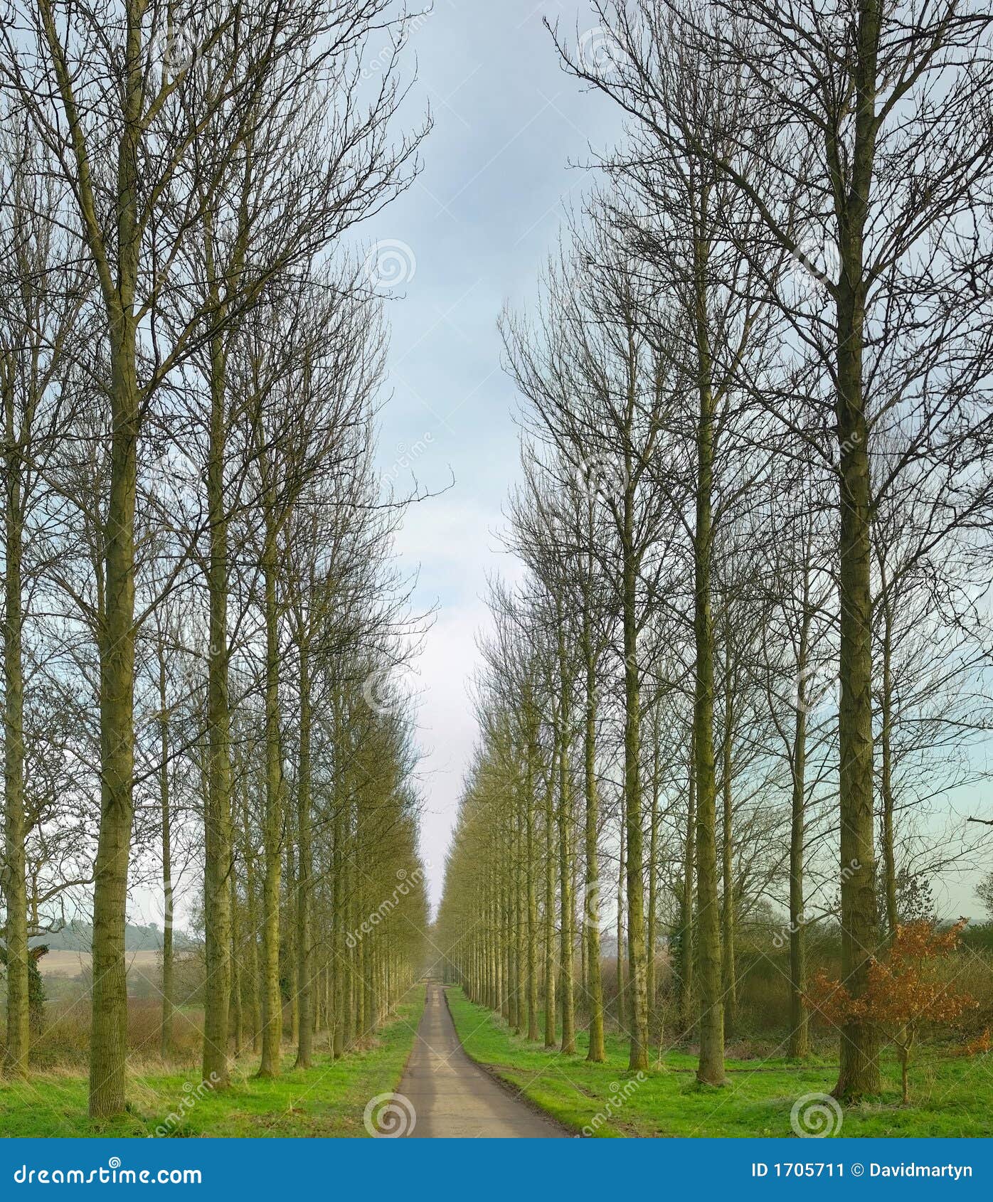 Road through trees stock image. Image of footpaths, straight - 1705711