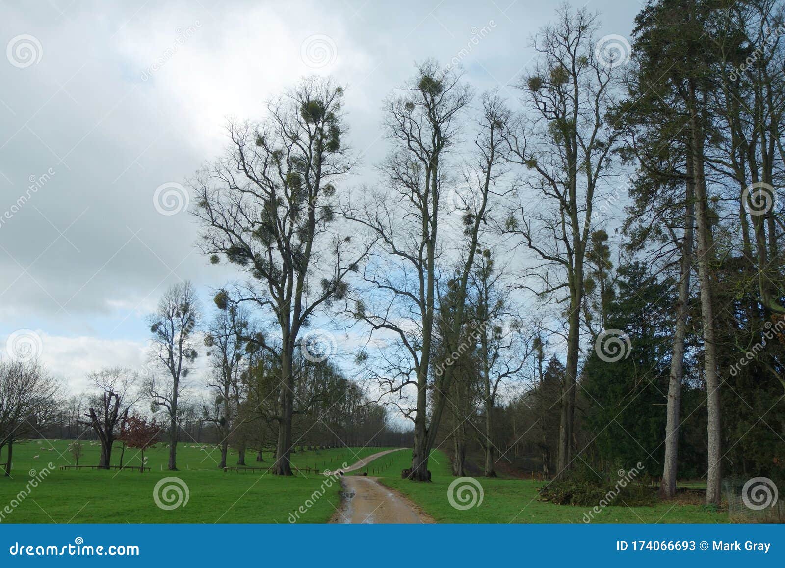Road between Trees stock image. Image of track, green - 174066693