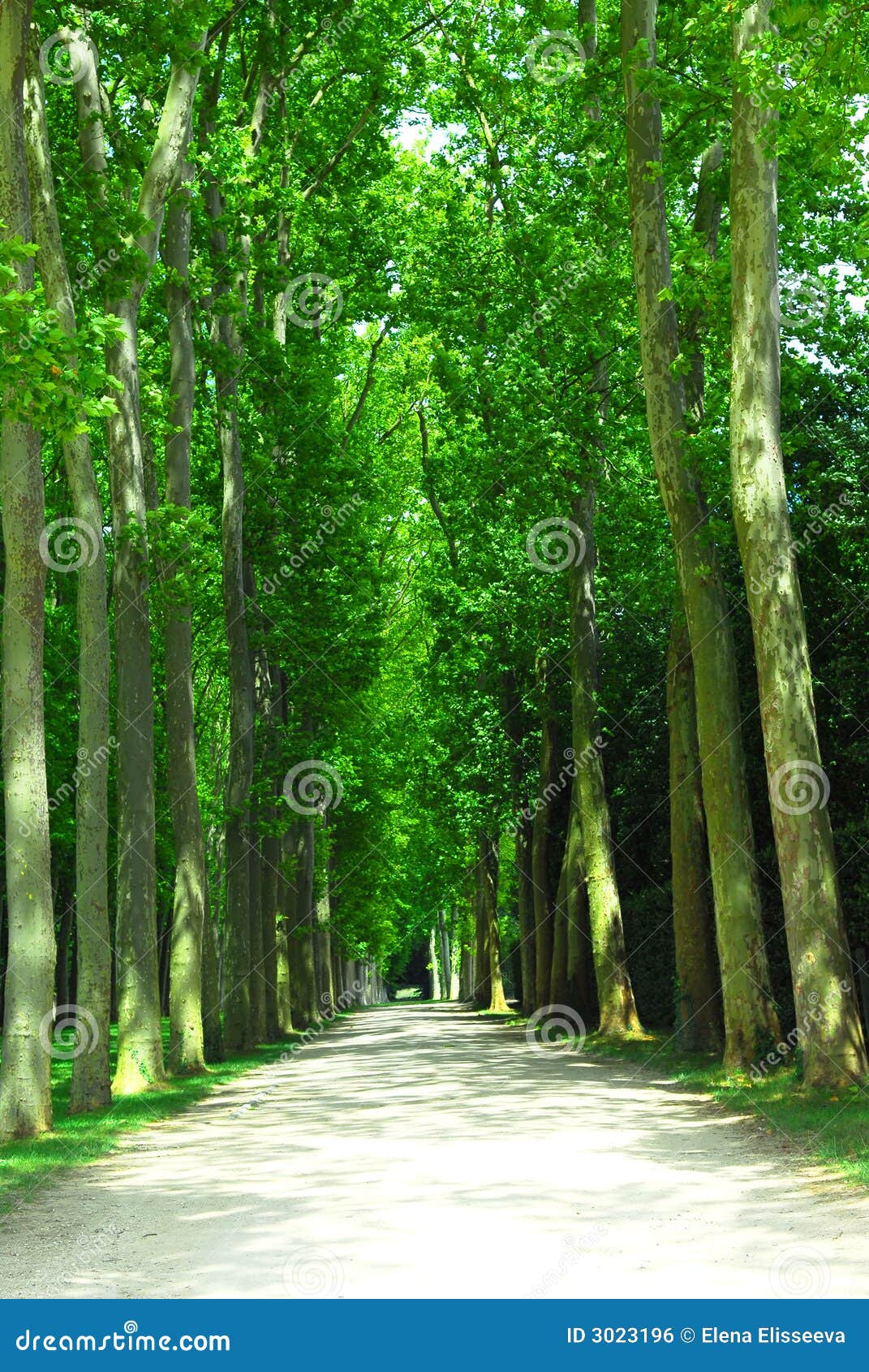 Road and trees stock photo. Image of light, natural, nature - 3023196