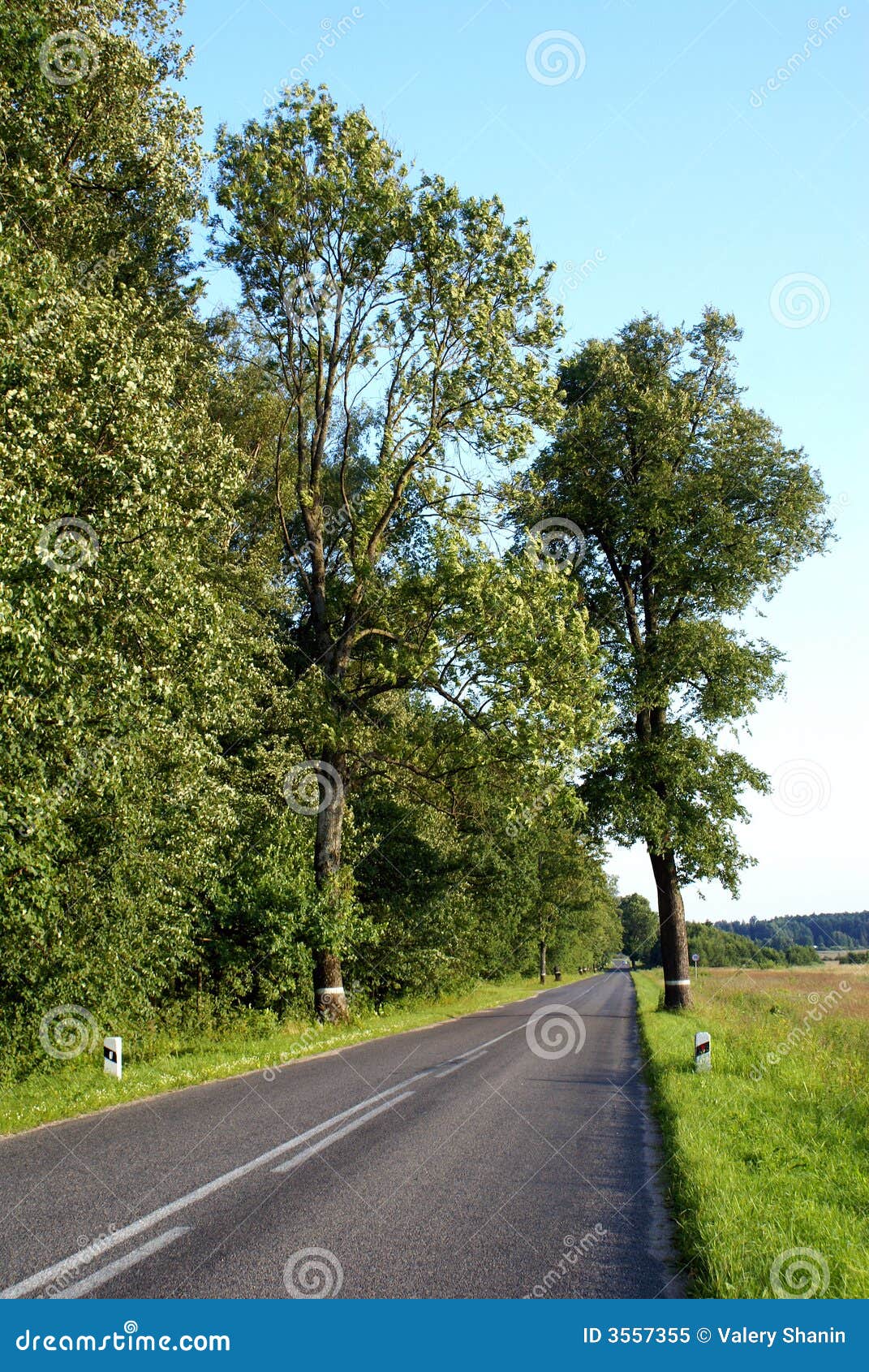 Road and trees stock image. Image of line, leaf, lane - 3557355