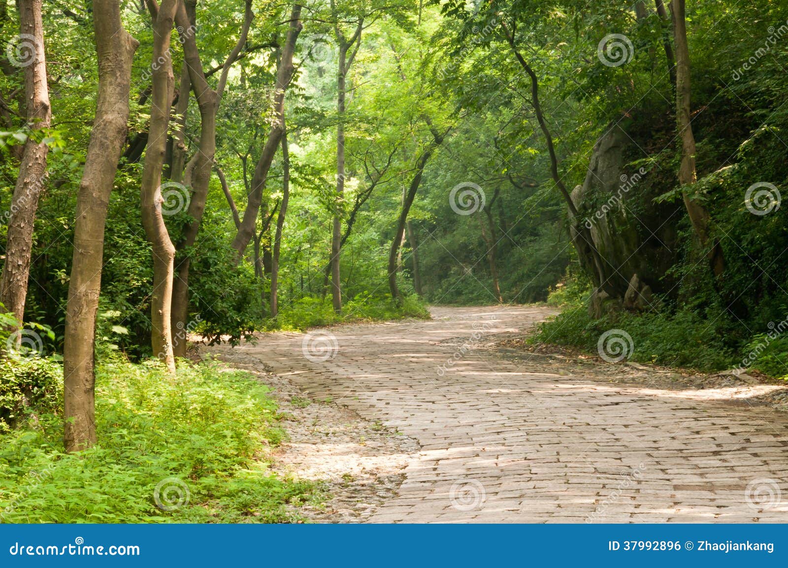 The road between the trees stock photo. Image of lane - 37992896