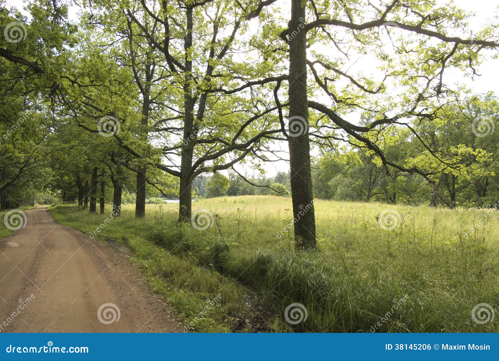 The road with trees. stock photo. Image of plants, obsolete - 38145206