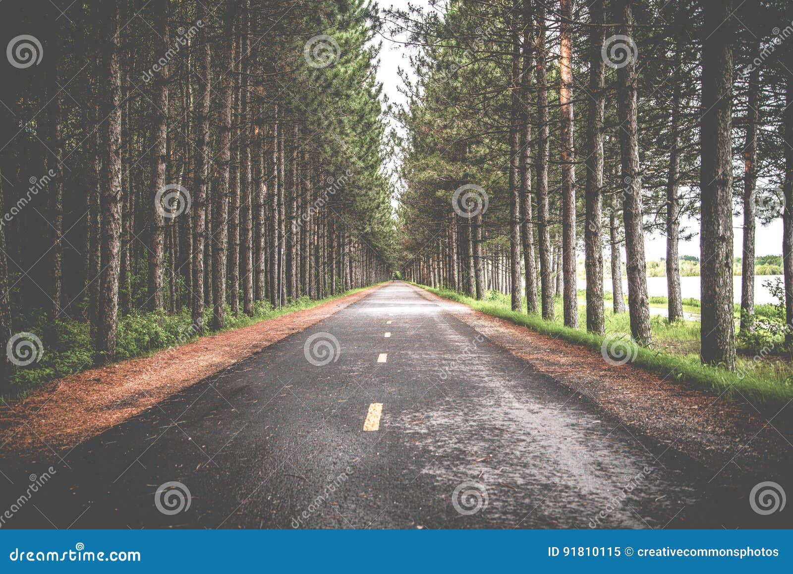 Road With Trees Picture. Image: 91810115