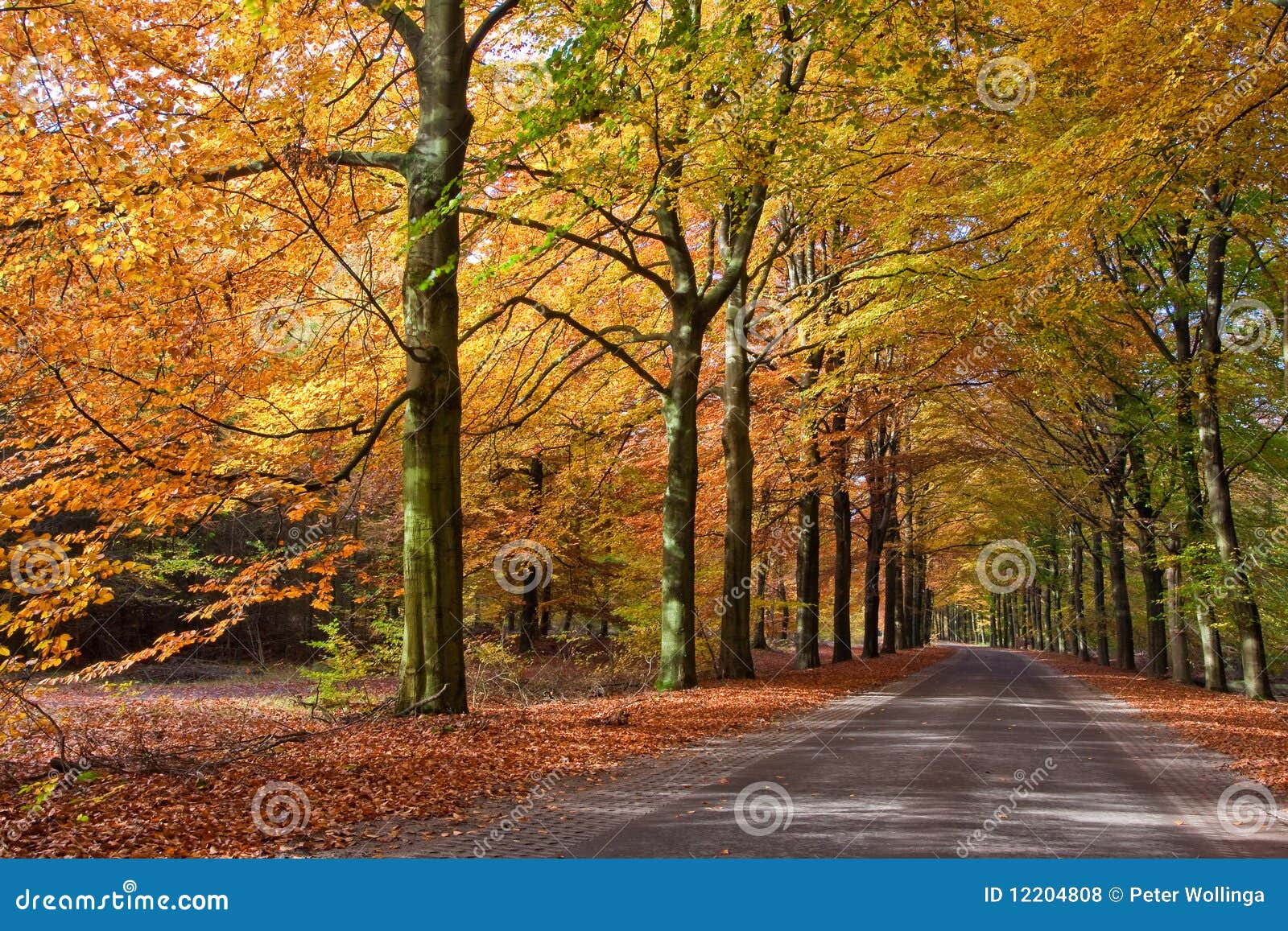 Road with trees in autumn stock photo. Image of road - 12204808
