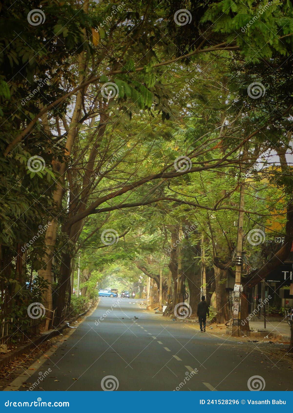 Road with Trees on Both Sides of the Road. Stock Photo - Image of ...