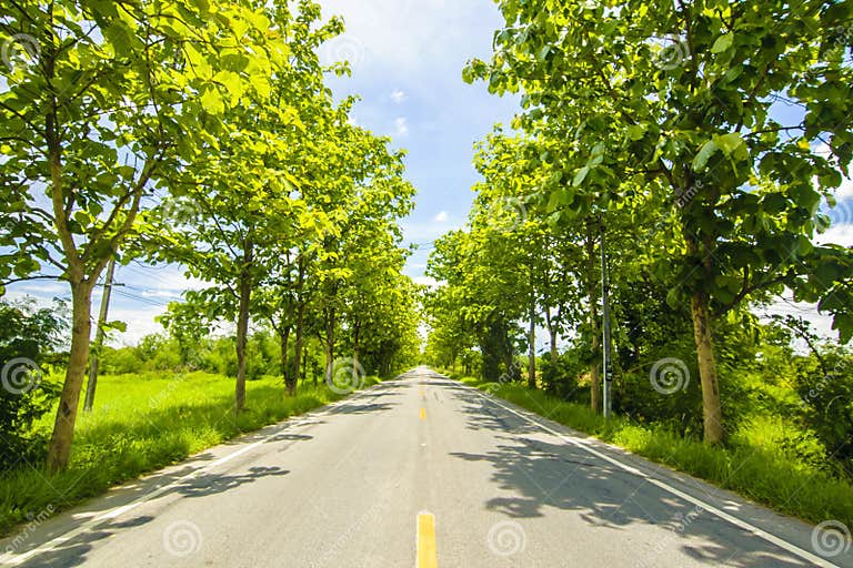 Road with Trees on Both Sides Stock Photo - Image of taiwan, scenery ...