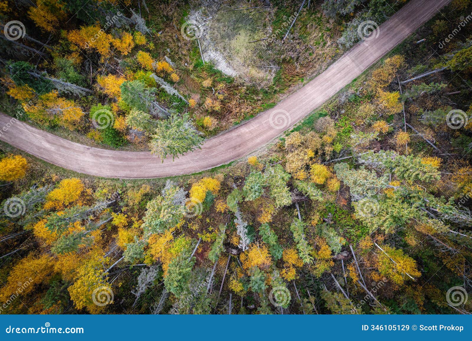 A Road with Trees on Both Sides and a Curve Stock Image - Image of ...