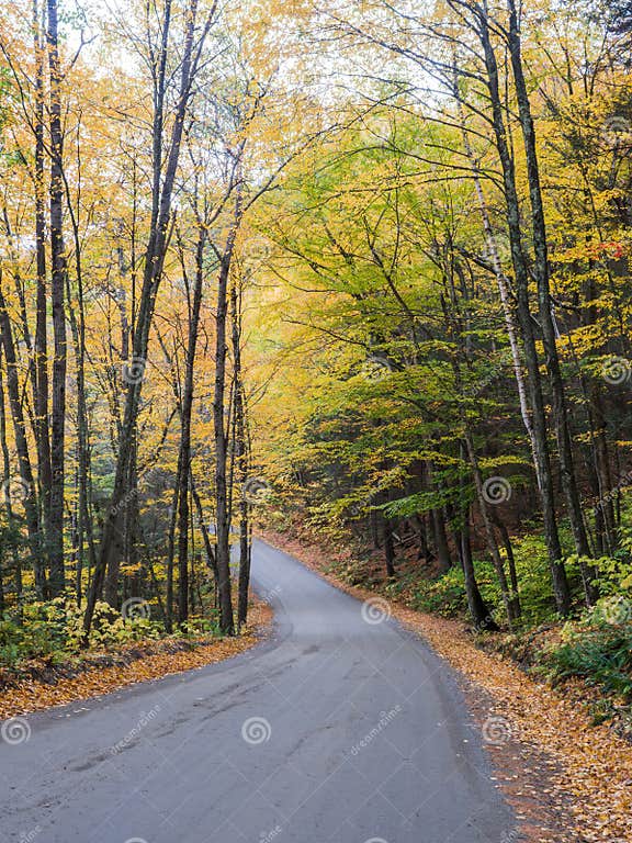A Road with Trees on Both Sides and Leaves on the Ground Stock Photo ...