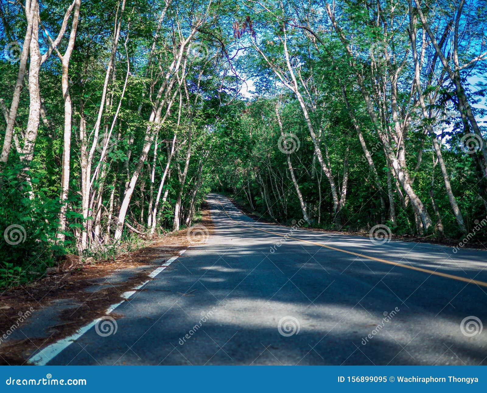 Road with Trees on Both Sides Stock Image - Image of path, road: 156899095